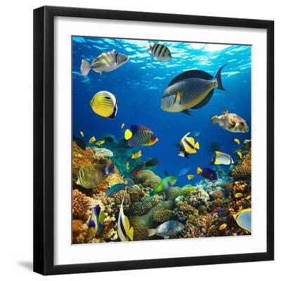 'Photo of a Tropical Fish on a Coral Reef' Photographic Print - Irochka ...
