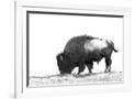 'Line Art/Pen and Ink Illustration Style Image of American Bison ...