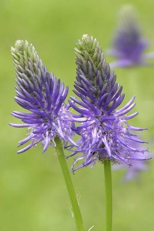 'Phyteuma Betonicifolium, Italy' Giclee Print | AllPosters.com