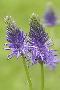 Phyteuma Betonicifolium, Italy Giclee Print | AllPosters.com