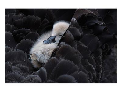 'Pickaback' Posters | AllPosters.com