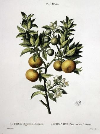 'Lemon Tree Chinese Bigaradier - in “” Nouveau Duhamel Ou Traité Des ...