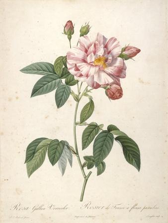 'Rosa Gallica Versicolor, Rosier De France a Fleurs Panachees, Engraved ...