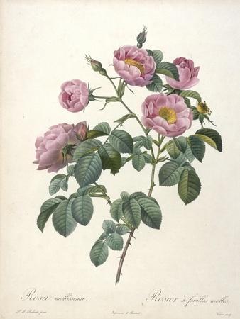 'Rosa Mollissima, Rosier a Feuilles Molles, Engraved by Victor, from ...