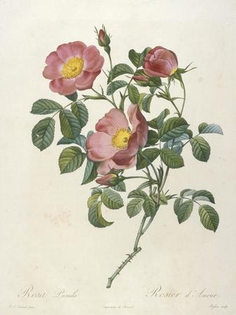'Rosa Pumila, Rosier D'amour, Engraved by Bessin, from La Couronne Des ...
