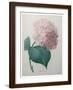 Hydrangea - Pierre-Joseph Redoute | AllPosters.com