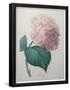 Hydrangea - Pierre-Joseph Redoute | AllPosters.com