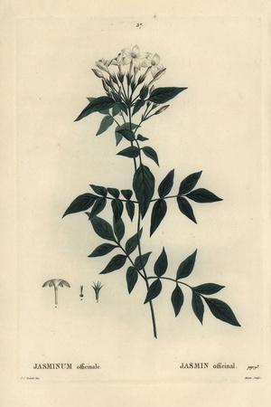 'Jasmine, Jasminum Officinale. Handcoloured Stipple Engraving by Moret ...