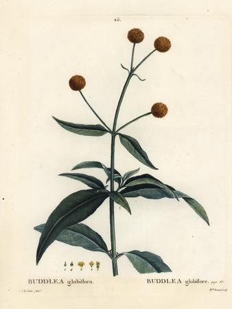 'Orange-Ball-Tree or Orange Ball Buddleja, Buddleja Globosa (Buddlea ...