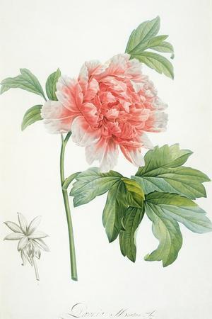 'Peony, 1799 (Colour Stipple Print)' Giclee Print - Pierre-Joseph ...