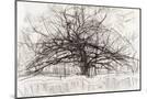 Study for the Grey Tree, 1911 Giclee Print - Piet Mondrian | AllPosters.com