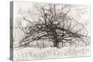 Study for the Grey Tree, 1911 Giclee Print - Piet Mondrian | AllPosters.com