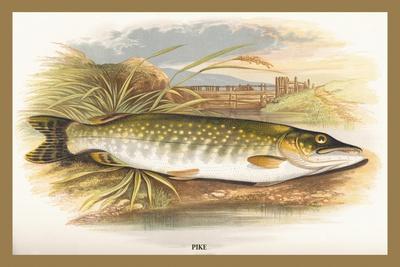 'Pike' Poster - AF Lydon | AllPosters.com