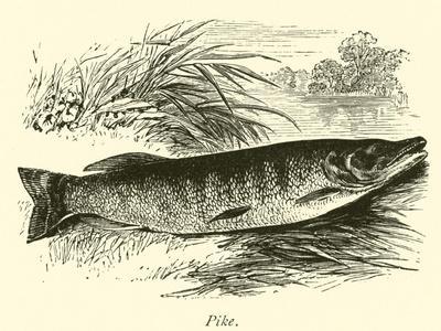 Pike Giclee Print | AllPosters.com
