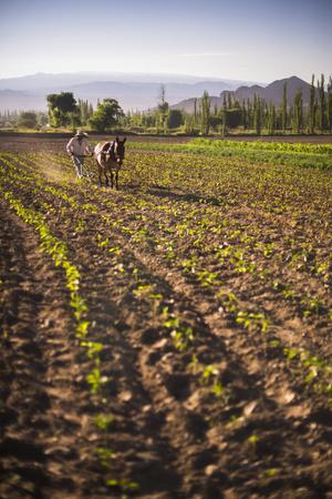 'Pimiento Farmer Farming at Sunrise in the Cachi Valley, Salta Province ...