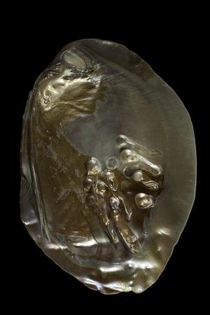 'Pinctada Sp. (Pearl Oyster)' Photographic Print - Paul Starosta ...