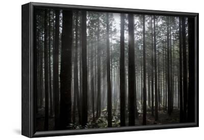 'Pine Forest with Rays of Light Shining Through Trees, Montado Do ...