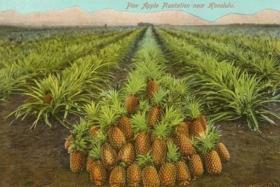 Pineapple Field