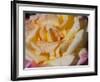 'Pink and Yellow Tea Rose' Photographic Print - Lynn M. Stone ...
