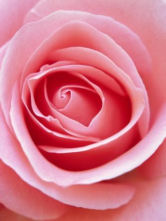 'Pink rose' Photographic Print - Herbert Kehrer | AllPosters.com