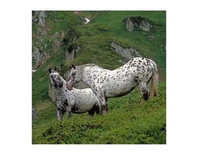 'Pinzgauer Noriker horses, Austria' Prints | AllPosters.com