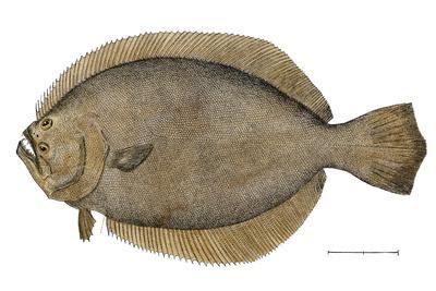 'Plaice, or Turbot-Flounder, Specimen From the St. John's River, FL ...
