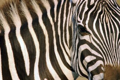 'Plains Zebra' Photographic Print | AllPosters.com