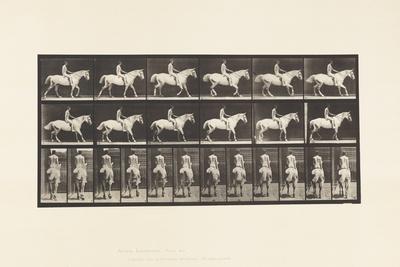 'Plate 582. Walking;Saddle; Rider, 43, Nude; Light-Gray Horse Smith ...