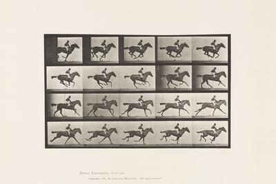 'Plate 627. Gallop; Thoroughbred Bay Mare Annie G., 1885 (Collotype on ...
