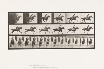 'Plate 633. Gallop; Saddle; Thoroughbred Bay Horse Bouquet, 1885 ...