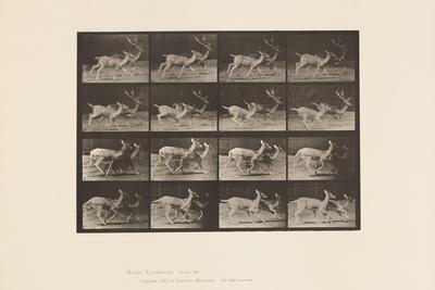 'Plate 684. Fallow Deer; A, Buck and Doe; B, Two Does; Trotting, 1885 ...