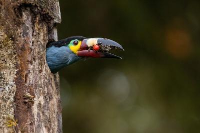 'Plate-billed mountain toucan peering our from nest hole, Ecuador ...