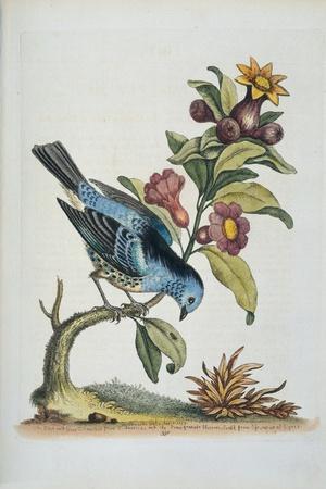 'Plate from The Gleanings of Natural History by George Edwards' Photo ...