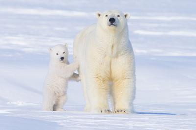 'Polar Bear with Spring Cub, ANWR, Alaska, USA' Photographic Print ...