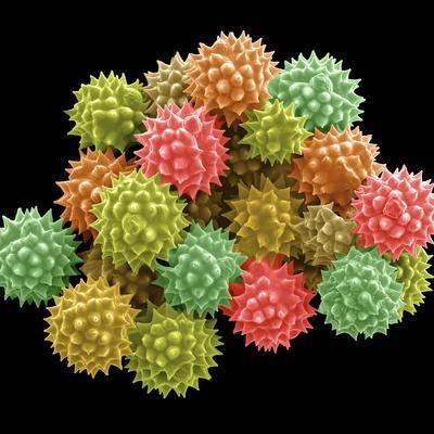 'Pollen Grains' Photographic Print | AllPosters.com