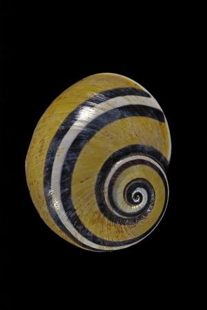 'Polymita Picta' Photographic Print - Paul Starosta | AllPosters.com