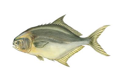 'Pompano (Trachinotus Carolinus), Fishes' Photo - Encyclopaedia ...