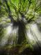 'Ponthus Beech Tree 2' Photographic Print - Philippe Manguin ...