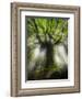 'Ponthus Beech Tree 2' Photographic Print - Philippe Manguin ...