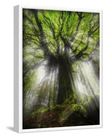'Ponthus Beech Tree 2' Photographic Print - Philippe Manguin ...