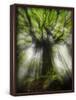 'Ponthus Beech Tree 2' Photographic Print - Philippe Manguin ...