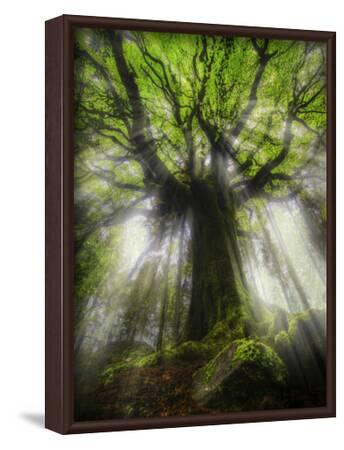 'Ponthus Beech Tree 2' Photographic Print - Philippe Manguin ...