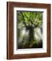 'Ponthus Beech Tree 2' Photographic Print - Philippe Manguin ...