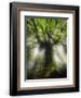 'Ponthus Beech Tree 2' Photographic Print - Philippe Manguin ...