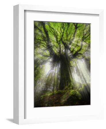 'Ponthus Beech Tree 2' Photographic Print - Philippe Manguin ...