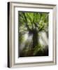 'Ponthus Beech Tree 2' Photographic Print - Philippe Manguin ...