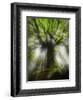 'Ponthus Beech Tree 2' Photographic Print - Philippe Manguin ...