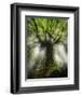 'Ponthus Beech Tree 2' Photographic Print - Philippe Manguin ...