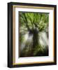 'Ponthus Beech Tree 2' Photographic Print - Philippe Manguin ...