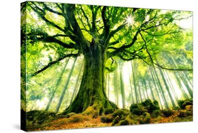 'Ponthus' Beech' Stretched Canvas Print | AllPosters.com